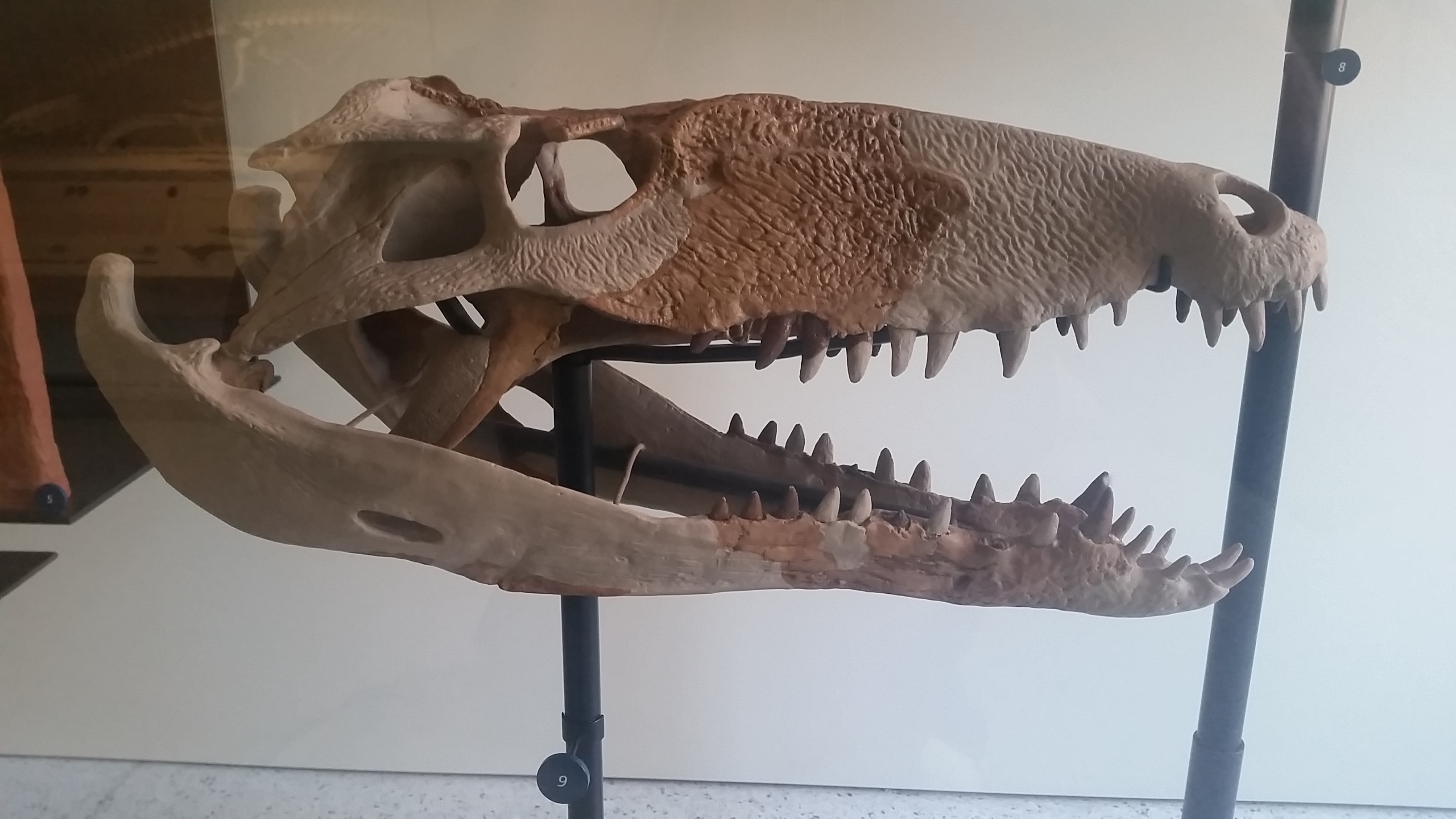 Episode 2 – Crocodilians Past and Present – The Common Descent Podcast