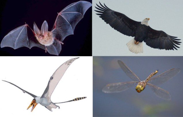 Episode 6 – Evolution of Flight – The Common Descent Podcast