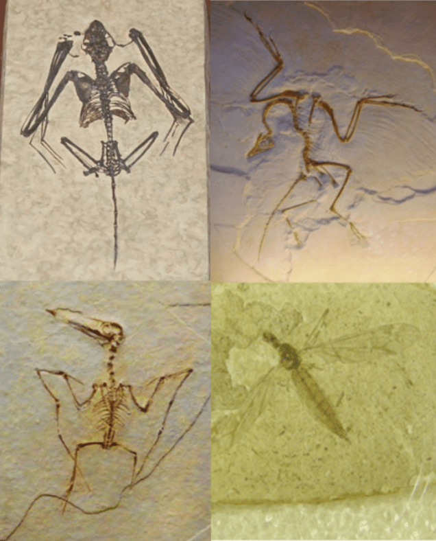 Episode 6 – Evolution of Flight – The Common Descent Podcast