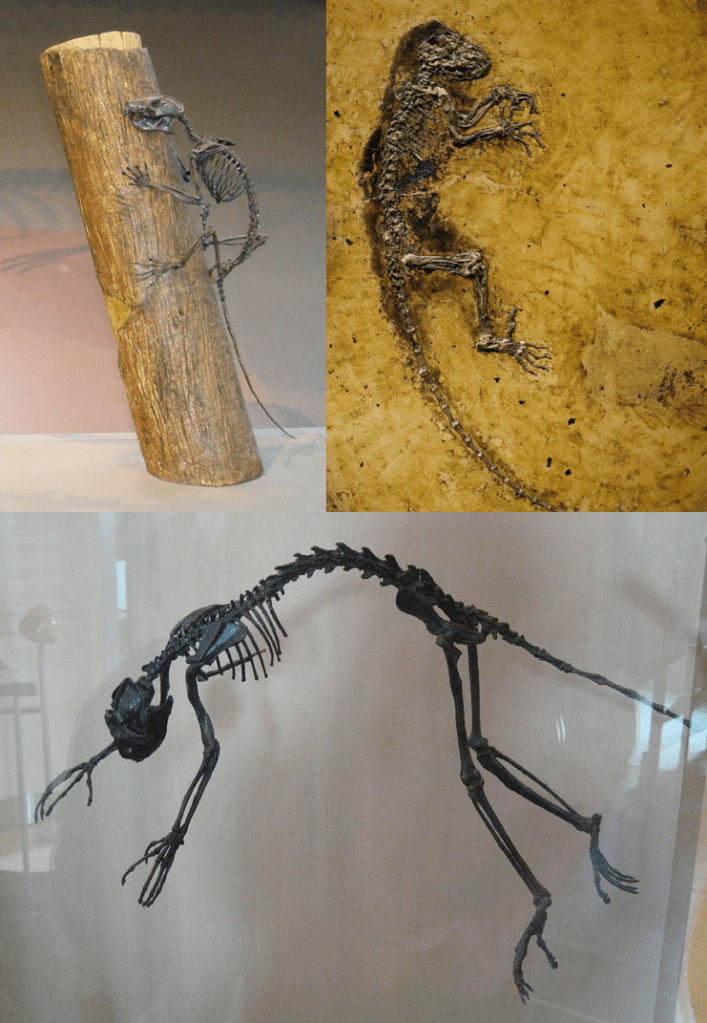 Episode 7 – Primates – The Common Descent Podcast