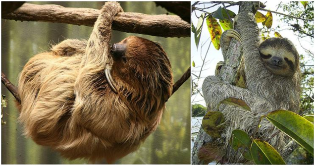 Episode 24 – Sloths – The Common Descent Podcast