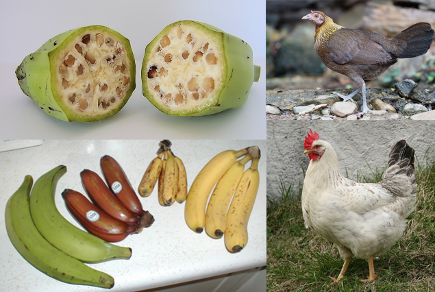 Episode 27 – Domestication – The Common Descent Podcast