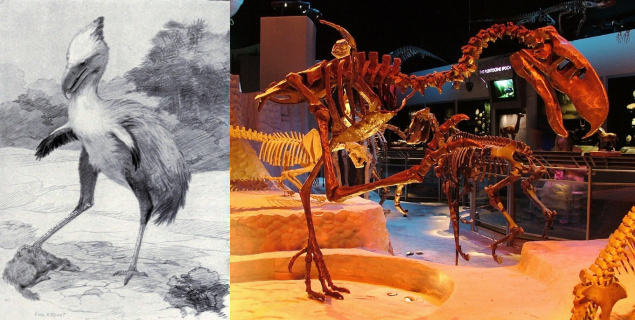 Episode 37 – Evolution of Birds – The Common Descent Podcast