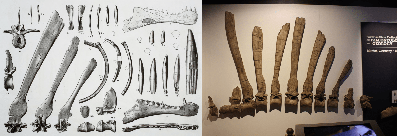 Episode 42 – Spinosaurs – The Common Descent Podcast