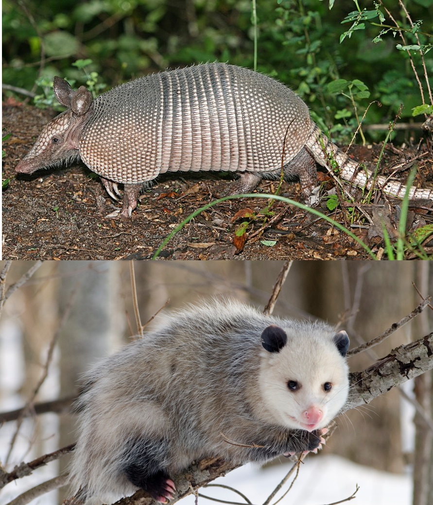 Episode 43 – The Great American Biotic Interchange (GABI) – The Common ...