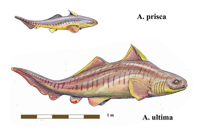 Episode 48 – Sharks – The Common Descent Podcast