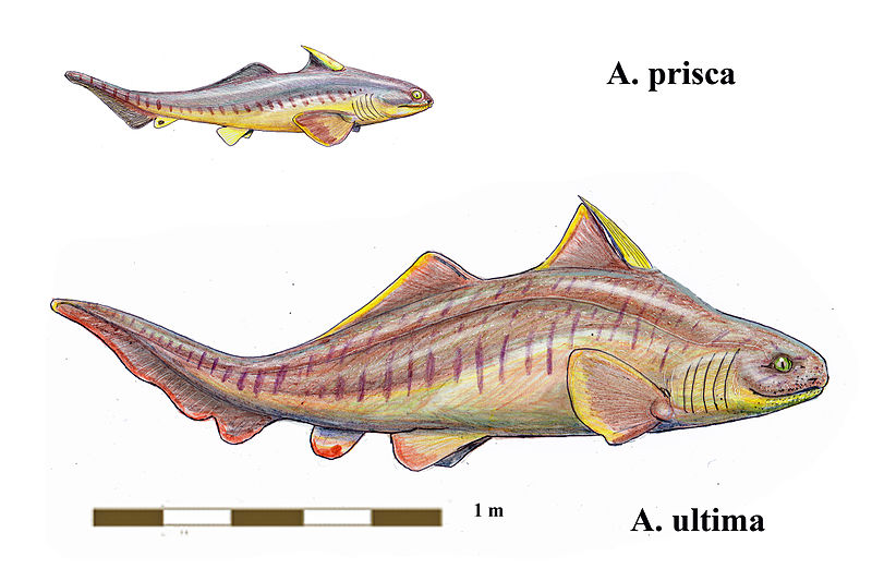 Episode 48 – Sharks – The Common Descent Podcast