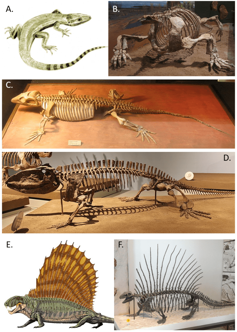 Episode 47 – Early Synapsids (“Proto-Mammals”) – The Common Descent Podcast