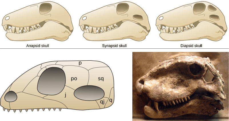 Episode 47 – Early Synapsids (“Proto-Mammals”) – The Common Descent Podcast
