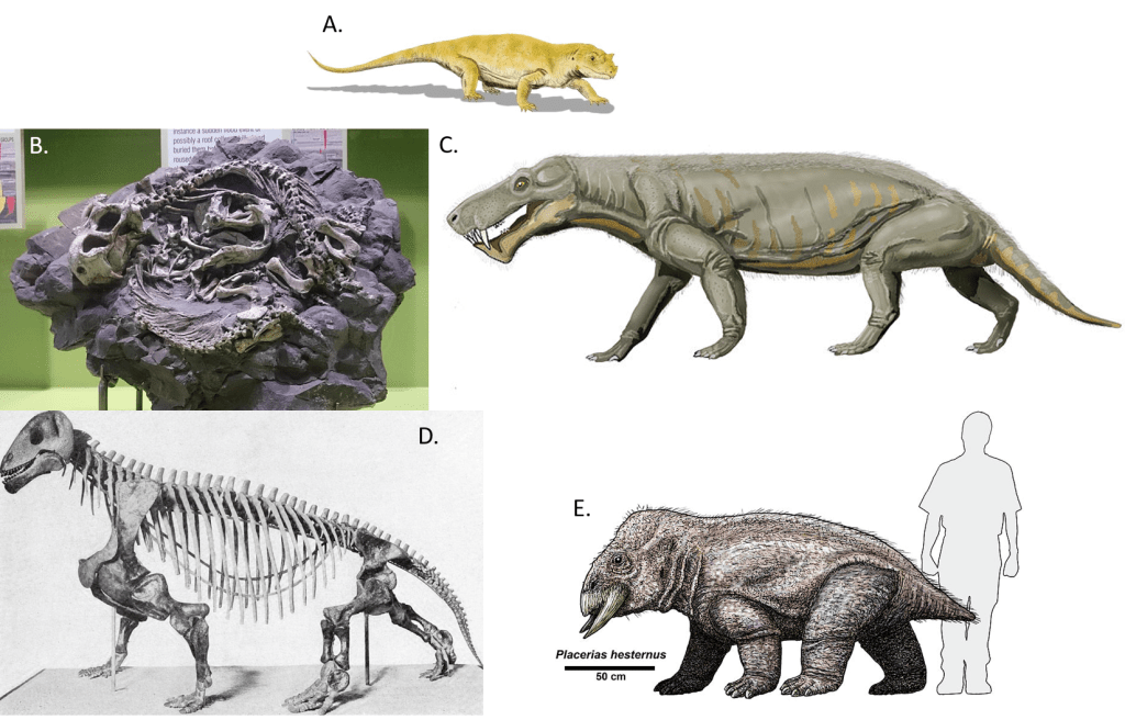 Episode 47 – Early Synapsids (“Proto-Mammals”) – The Common Descent Podcast