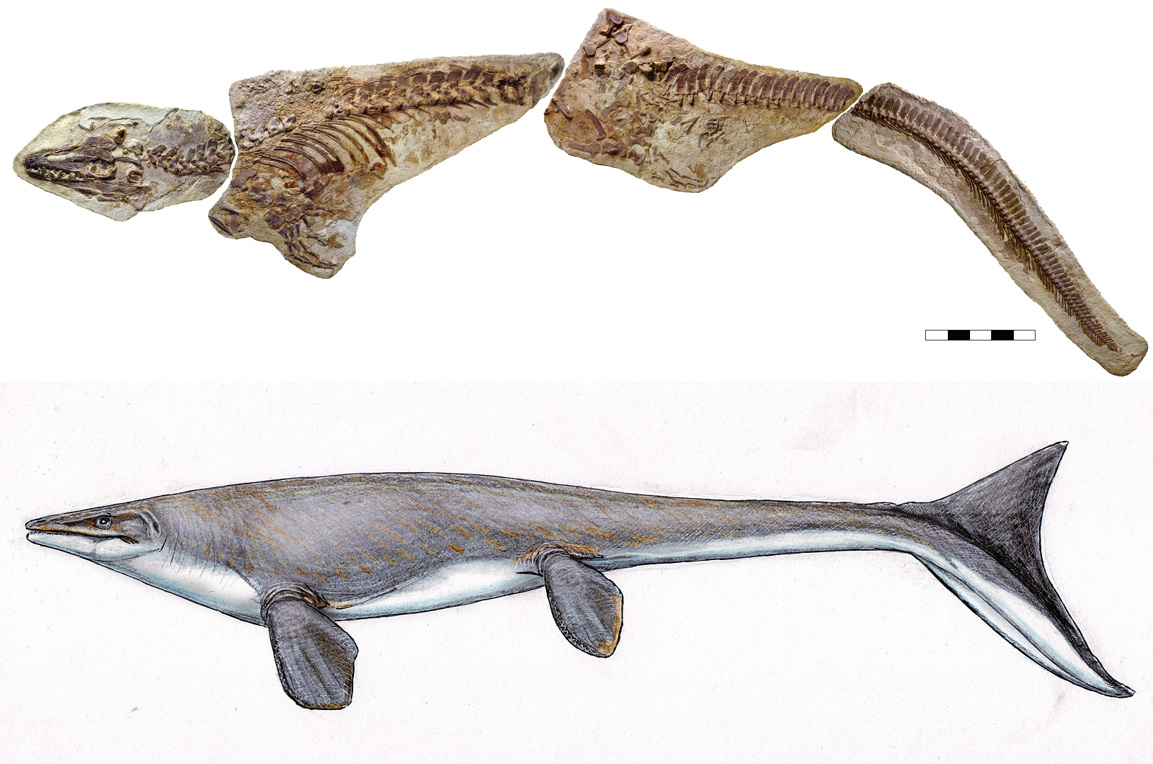 Episode 51 – Mosasaurs – The Common Descent Podcast