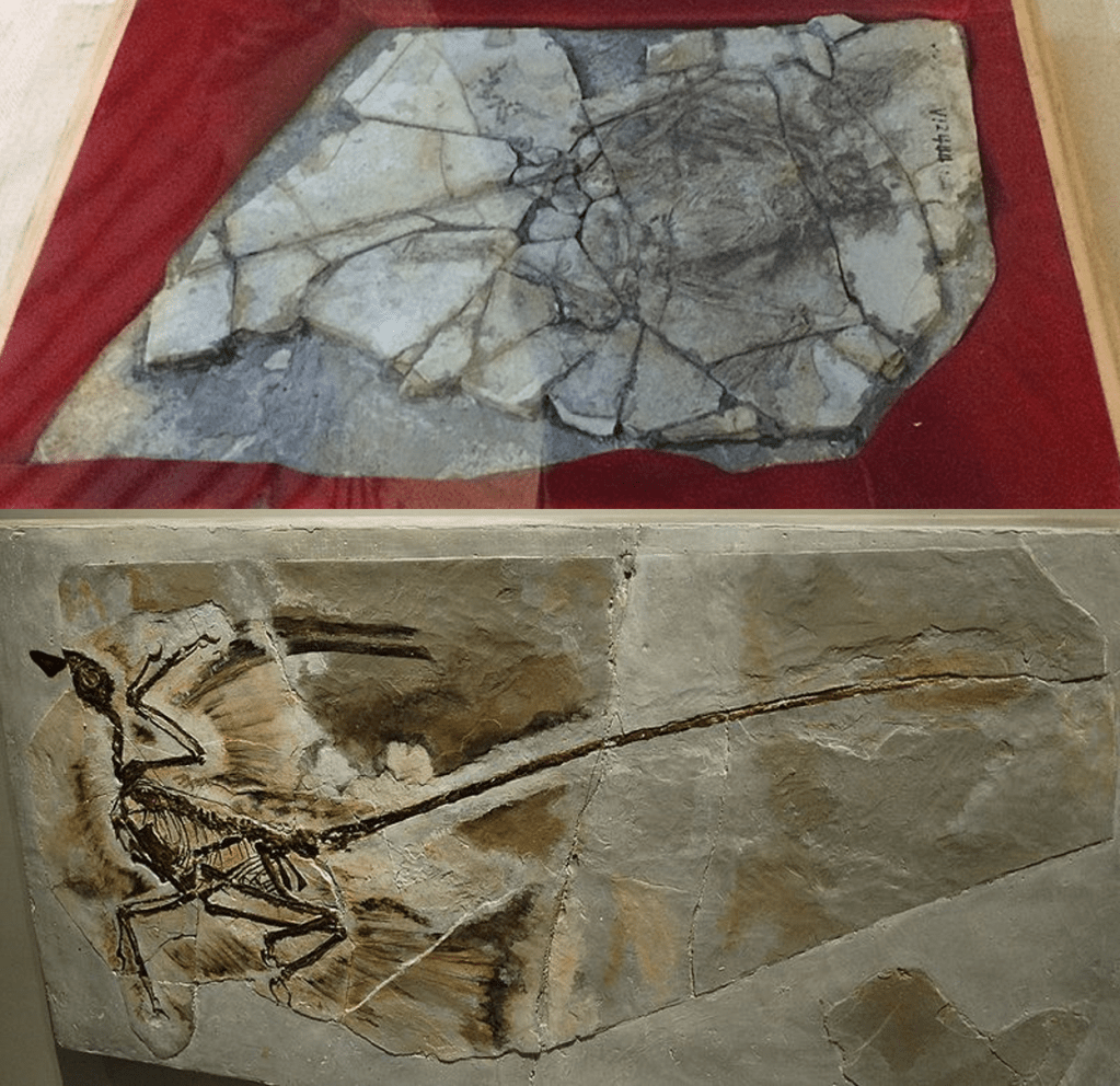 Episode 49 – Fake Fossils – The Common Descent Podcast