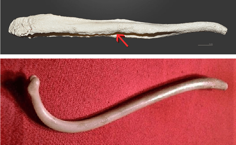 Episode 53 – The Baculum (Penis Bone) – The Common Descent Podcast