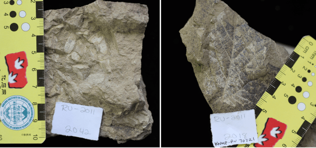 Episode 57 – The Evolution of Flowering Plants (Angiosperms) – The ...