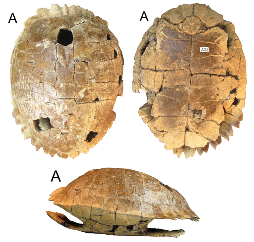 Episode 60 – Turtles – The Common Descent Podcast