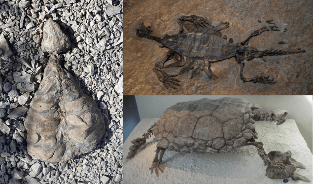 Episode 60 – Turtles – The Common Descent Podcast