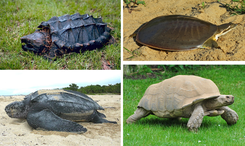 Episode 60 – Turtles – The Common Descent Podcast