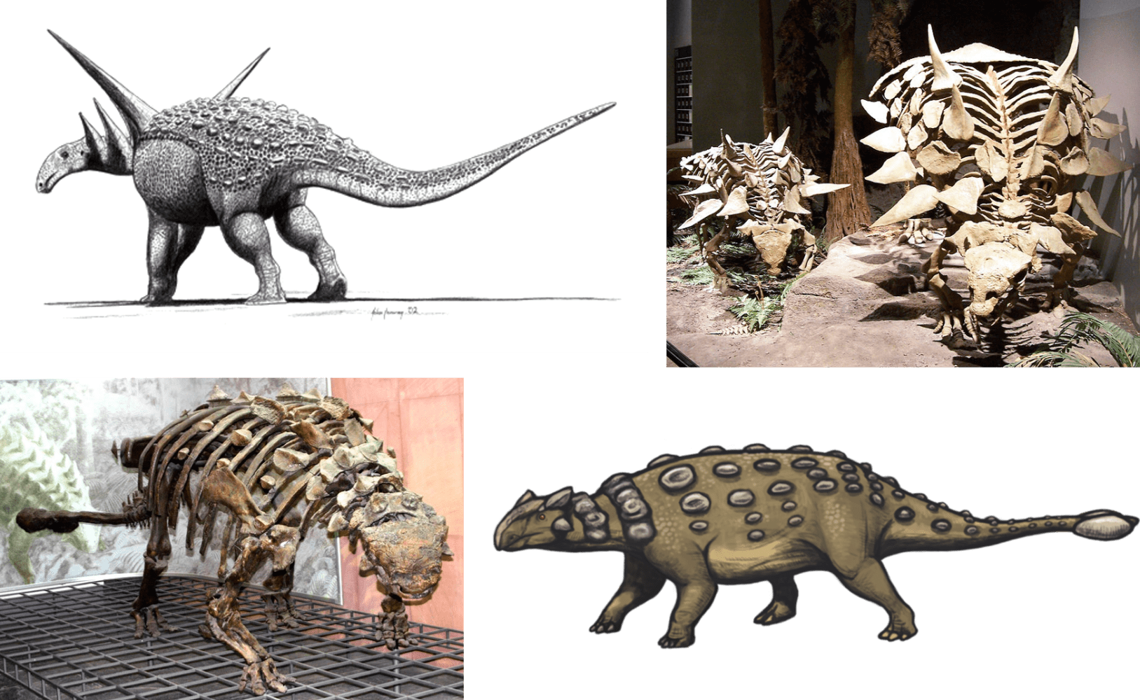 Episode 69 – Ankylosaurs – The Common Descent Podcast