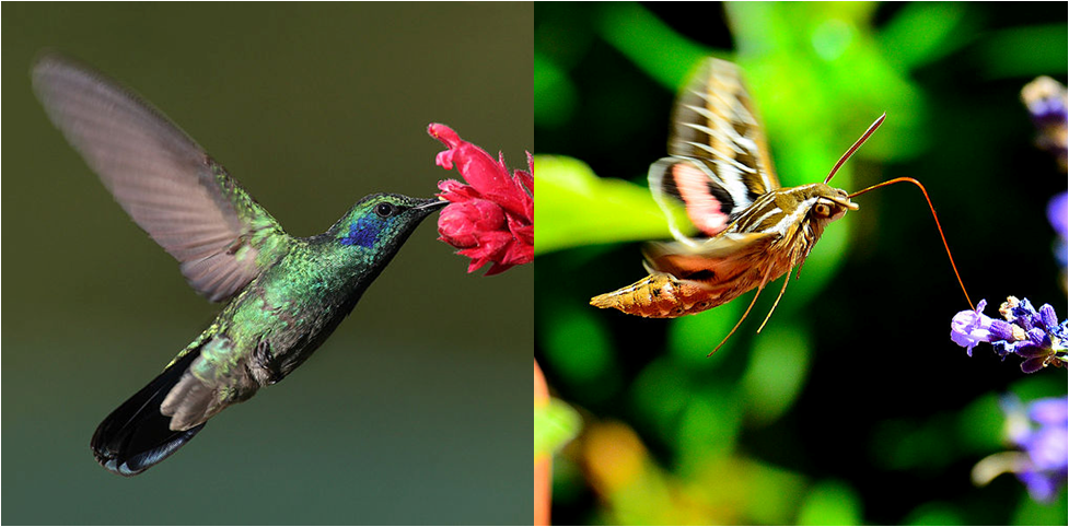 Episode 70 – Convergent Evolution – The Common Descent Podcast