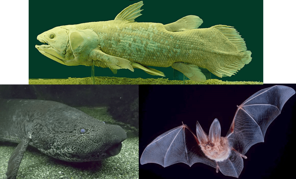 Episode 77 – Fins to Feet: The Fish-Tetrapod Transition – The Common ...