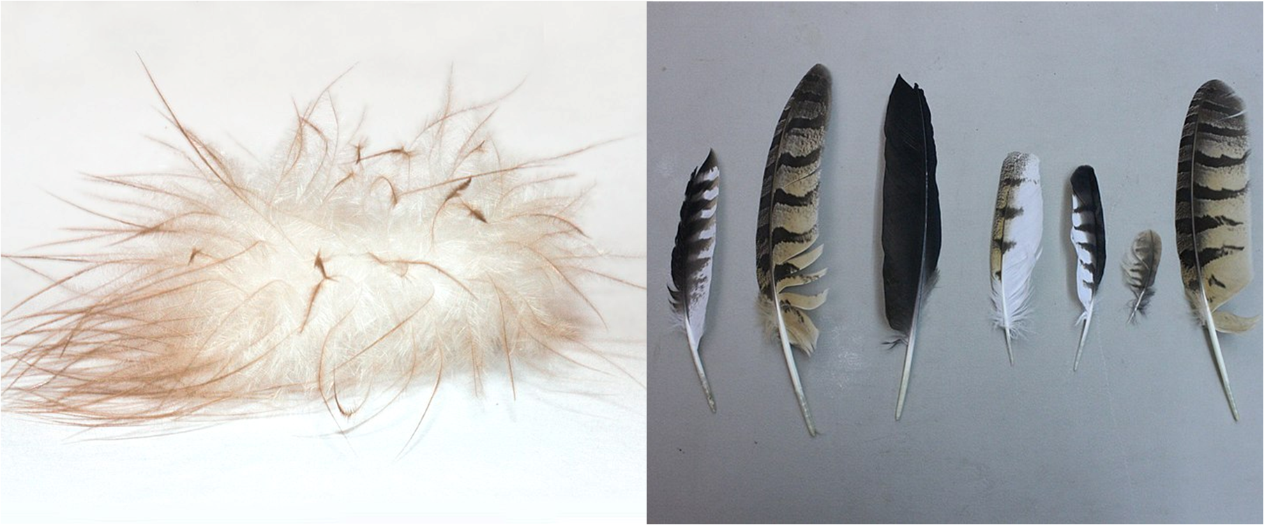 Episode 78 – Exaptation – The Common Descent Podcast