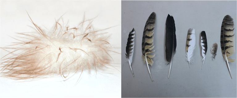 Episode 78 – Exaptation – The Common Descent Podcast