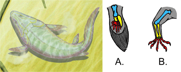 Episode 78 – Exaptation – The Common Descent Podcast