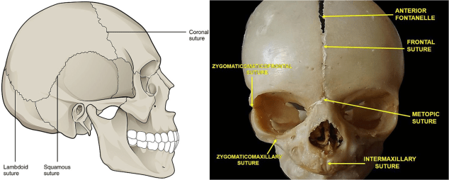 Episode 78 – Exaptation – The Common Descent Podcast