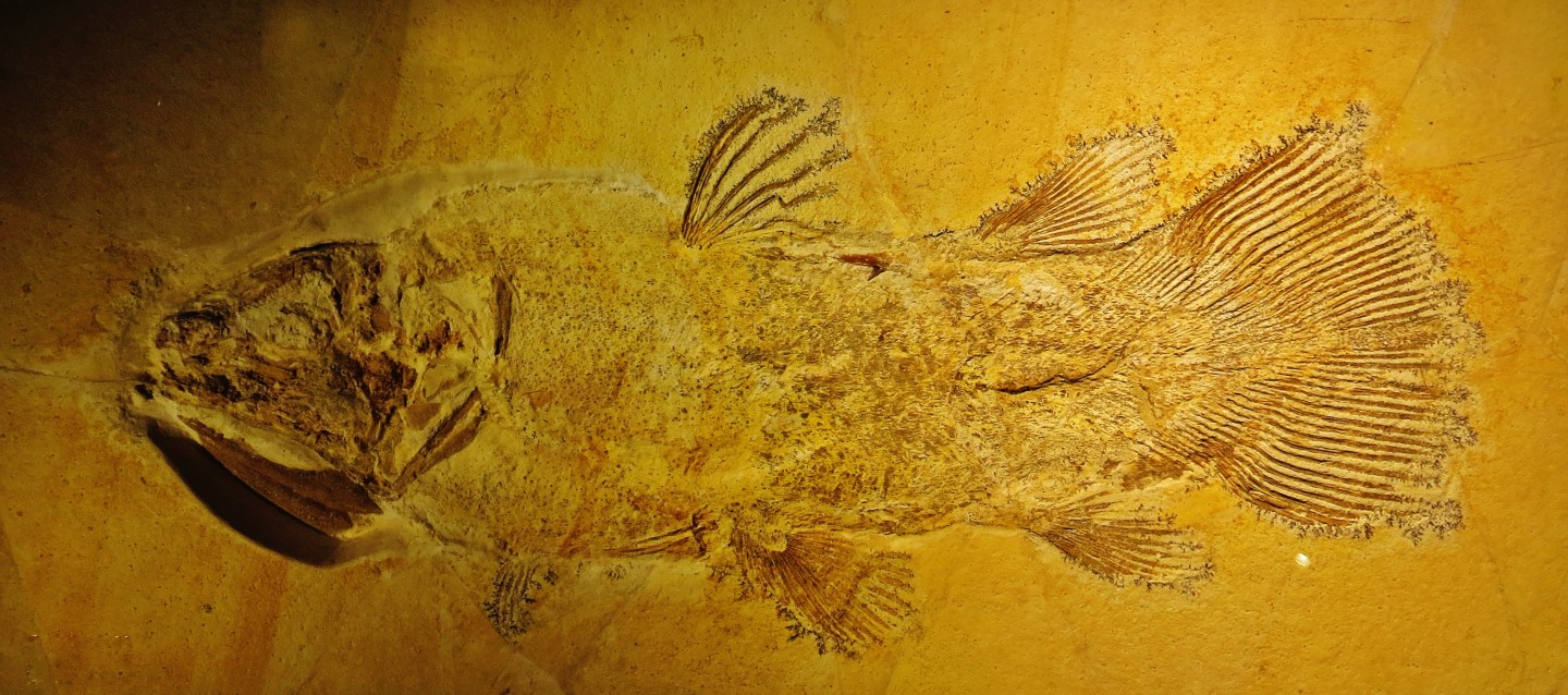Episode 83 – Coelacanths – The Common Descent Podcast