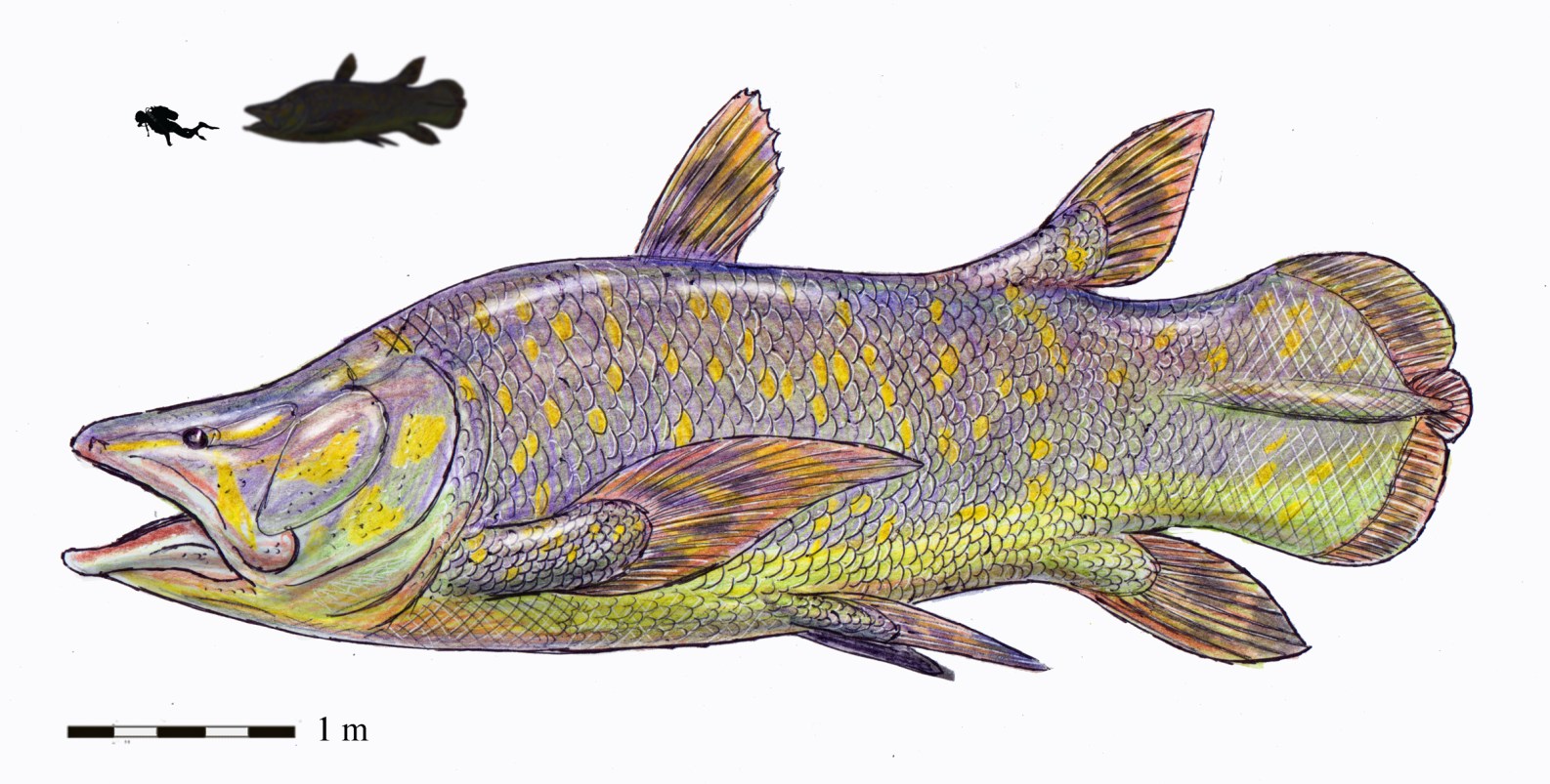 Episode 83 – Coelacanths – The Common Descent Podcast