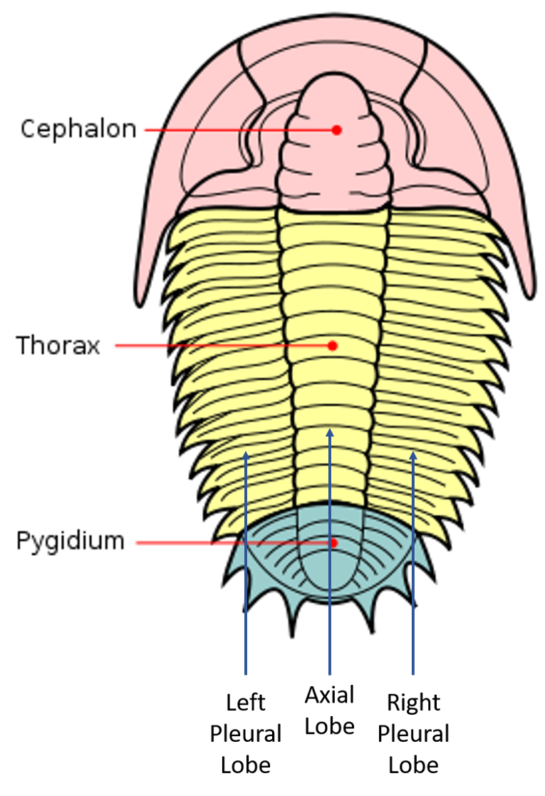 Episode 82 – Trilobites – The Common Descent Podcast