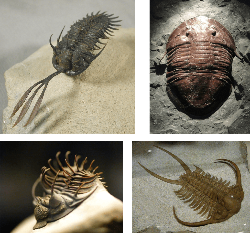 Episode 82 – Trilobites – The Common Descent Podcast