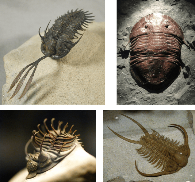 Episode 82 – Trilobites – The Common Descent Podcast