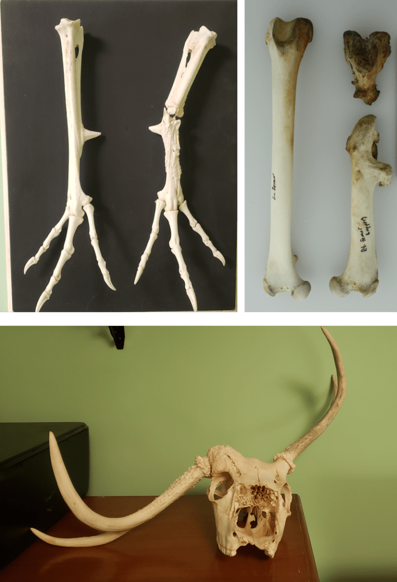 Episode 84 – Paleopathology – The Common Descent Podcast