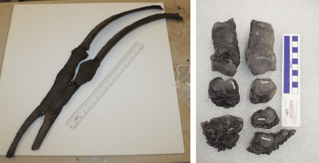 Episode 84 – Paleopathology – The Common Descent Podcast