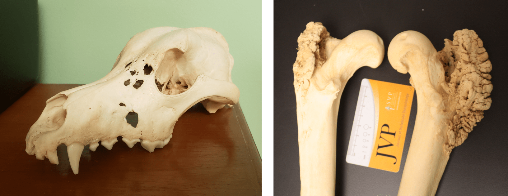 Episode 84 – Paleopathology – The Common Descent Podcast