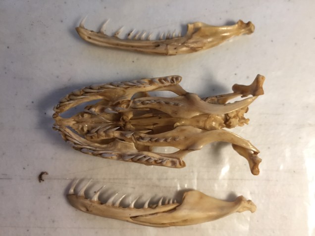 Episode 88 – Evolution of Teeth – The Common Descent Podcast