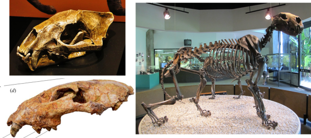 Episode 93 – Cats – The Common Descent Podcast