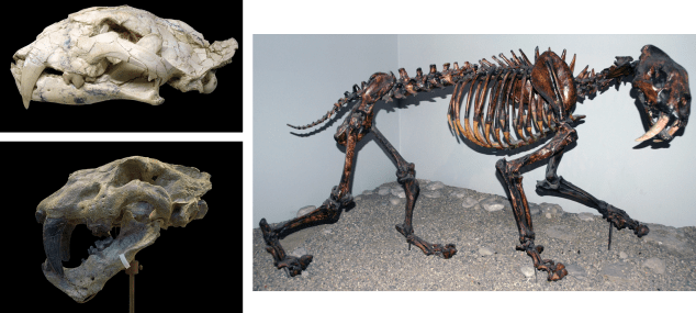 Episode 93 – Cats – The Common Descent Podcast