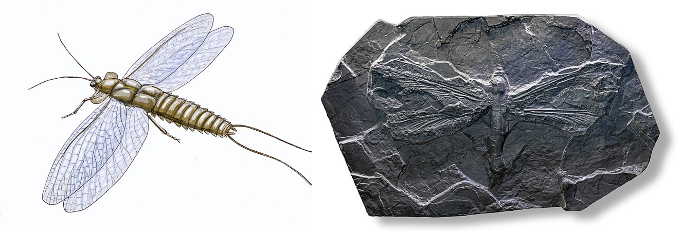 Episode 99 – Evolution of Insects – The Common Descent Podcast