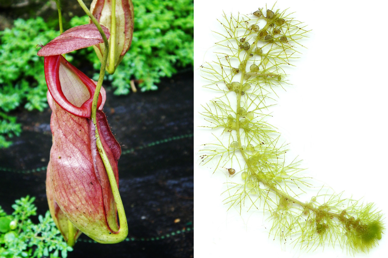 Episode 105 – Carnivorous Plants – The Common Descent Podcast