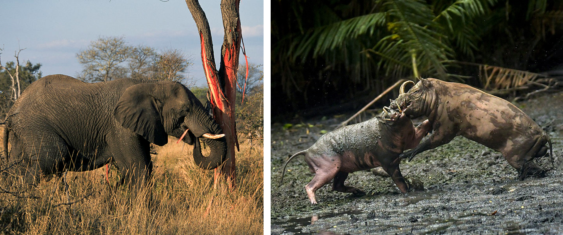 Episode 107 – Tusks – The Common Descent Podcast