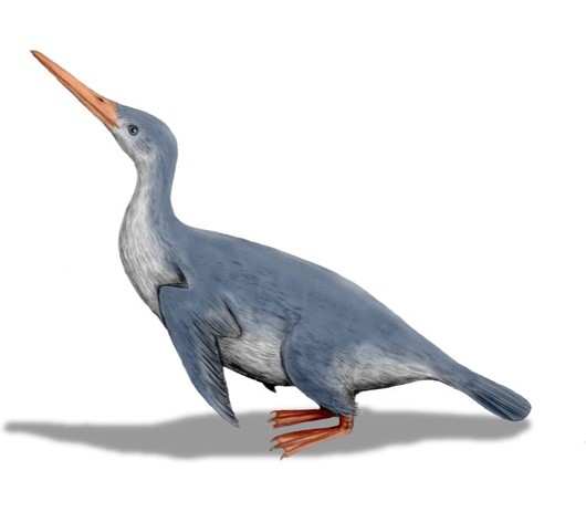 Episode 108 – Penguins – The Common Descent Podcast