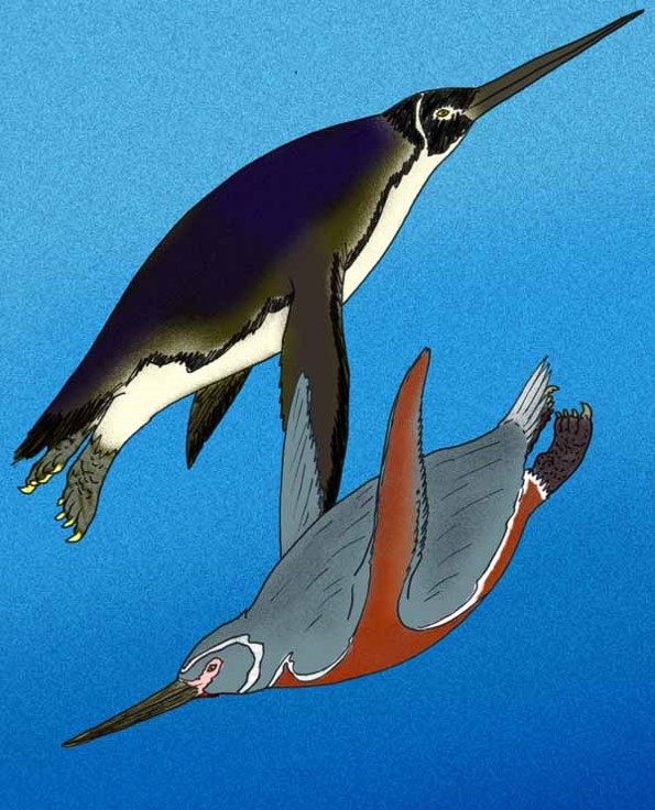 Episode 108 – Penguins – The Common Descent Podcast