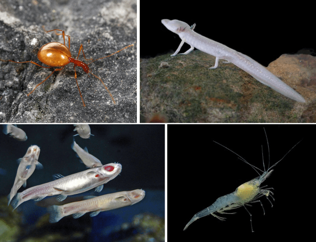 Episode 112 – Caves – The Common Descent Podcast