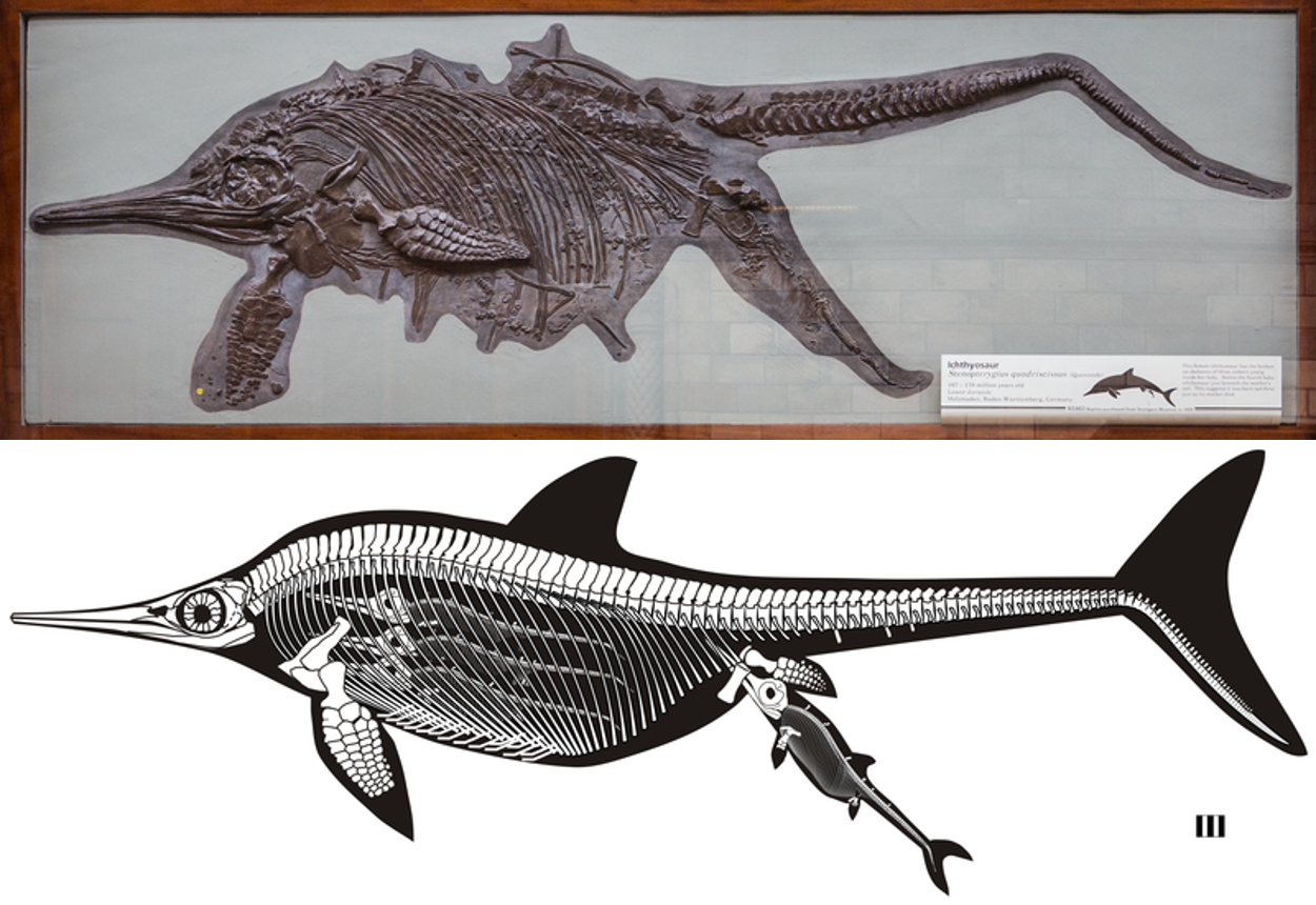 Episode 116 – Ichthyosaurs – The Common Descent Podcast