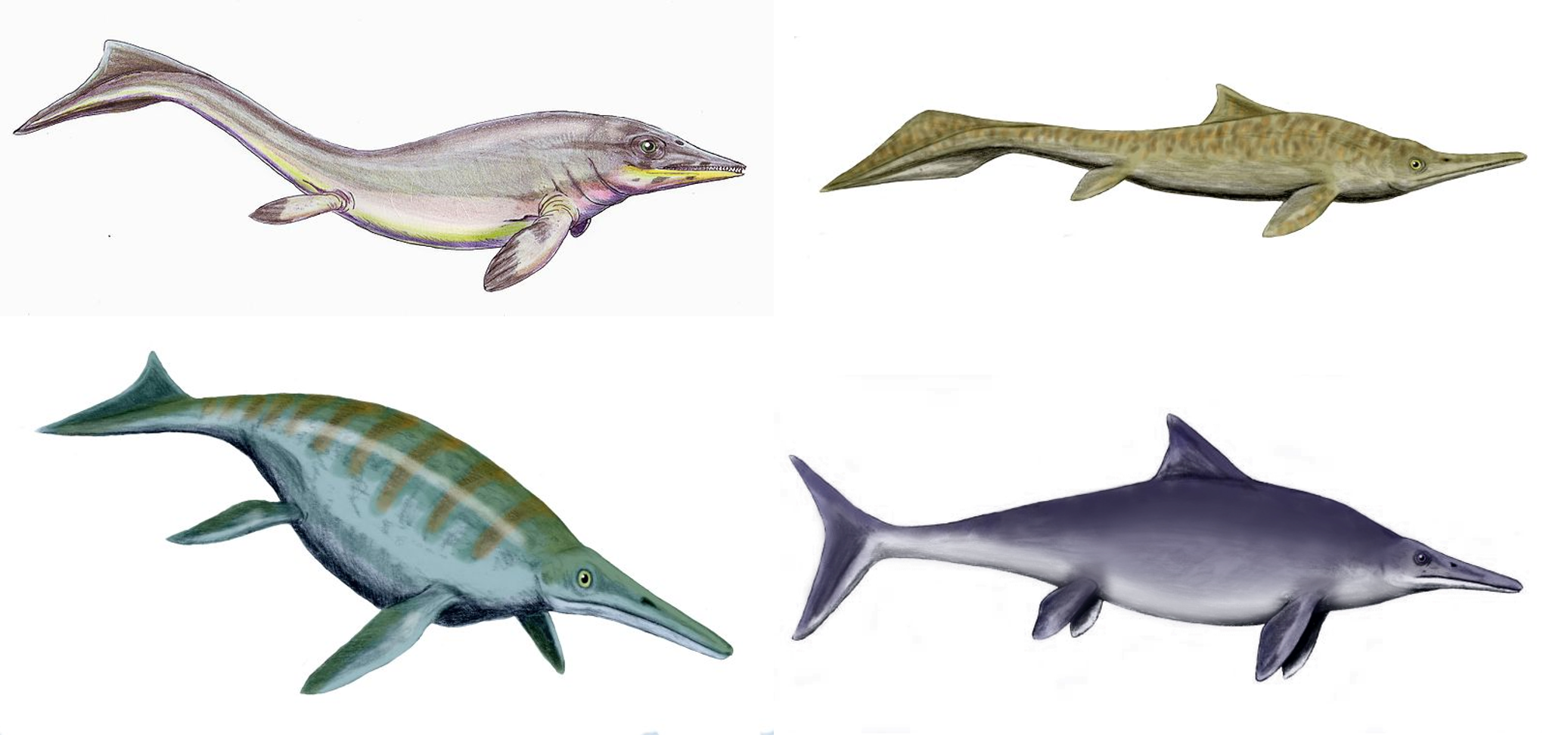 Episode 116 – Ichthyosaurs – The Common Descent Podcast