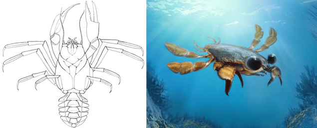 Episode 117 – Crabs and Carcinization – The Common Descent Podcast