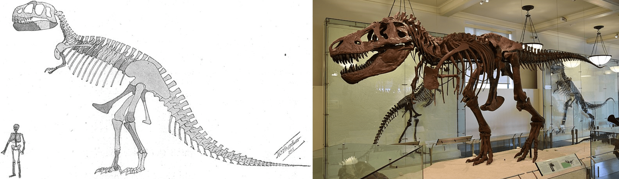 Episode 120 – Tyrannosaurs – The Common Descent Podcast