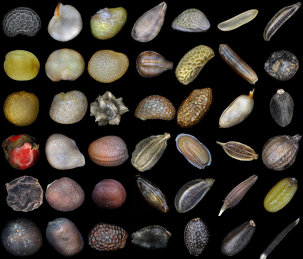 Episode 135 – Seeds – The Common Descent Podcast